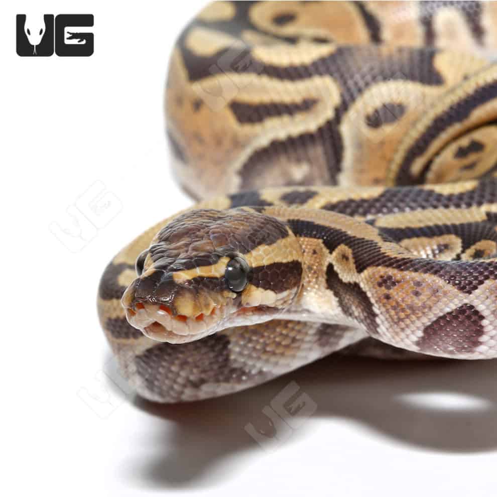 2018 Lavender Albino Spider Ball Python For Sale - Underground Reptiles