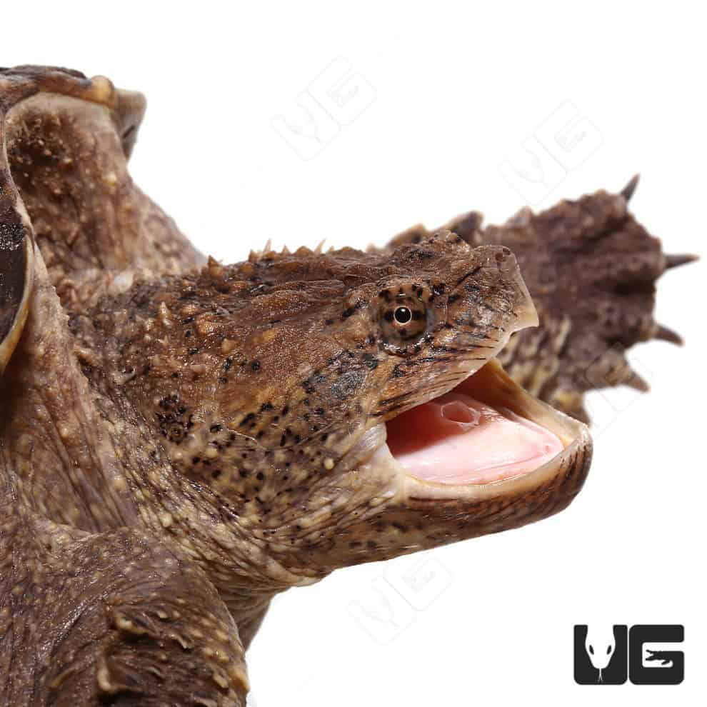 Common Snapping Turtles (Chelydra serpentina) For Sale - Underground ...