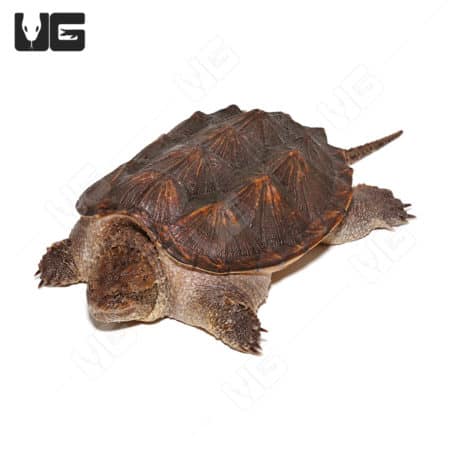 Common Snapping Turtles (Chelydra serpentina) For Sale - Underground ...