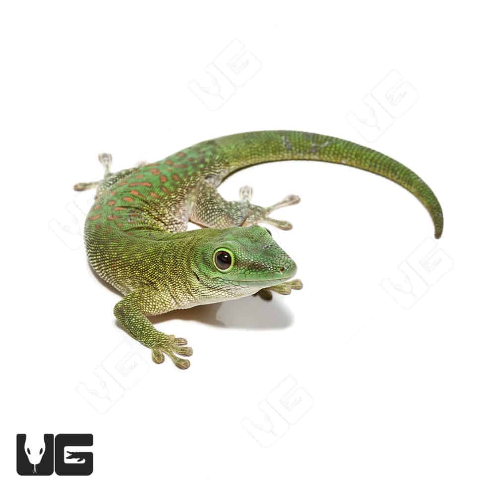 Crimson Giant Day Gecko For Sale - Underground Reptiles
