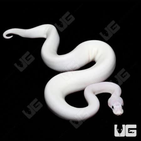 Baby Banana Leopard Pastel Yellowbelly Ball Python For Sale ...
