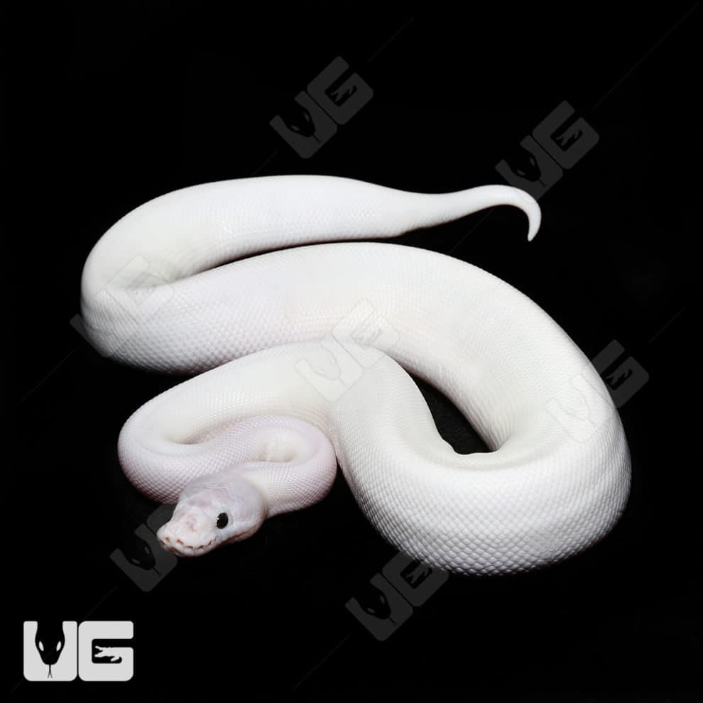 Baby Banana Leopard Pastel Yellowbelly Ball Python For Sale ...