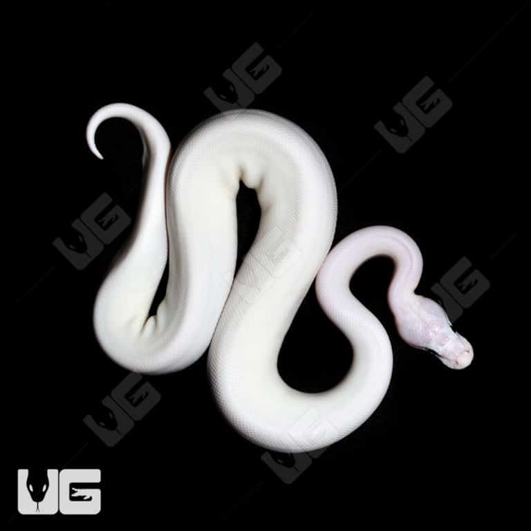 Baby Banana Leopard Pastel Yellowbelly Ball Python For Sale ...