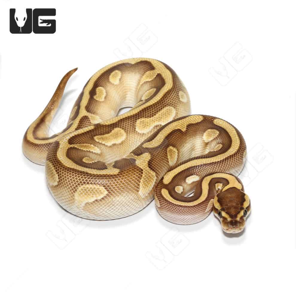 Baby Ball Pythons For Sale - Underground Reptiles