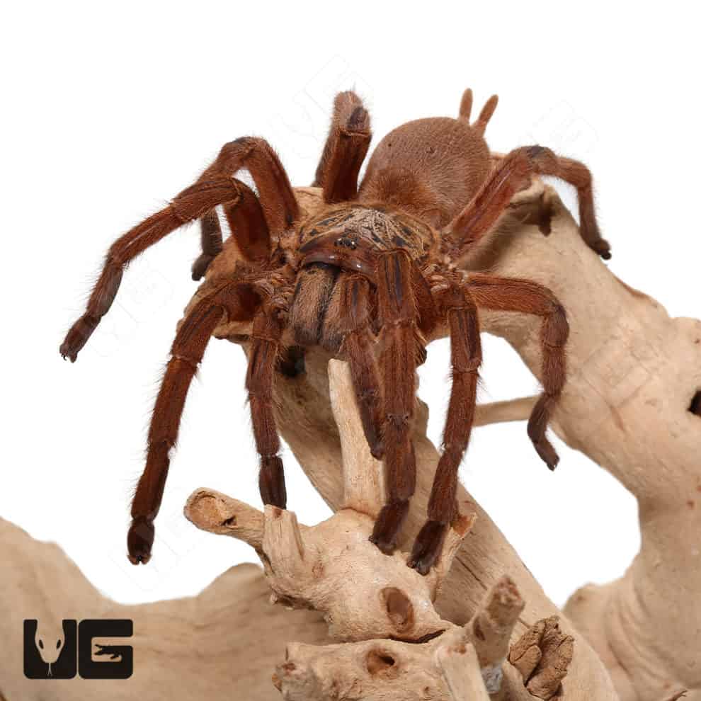 Thailand Fawn Tarantula For Sale - Underground Reptiles
