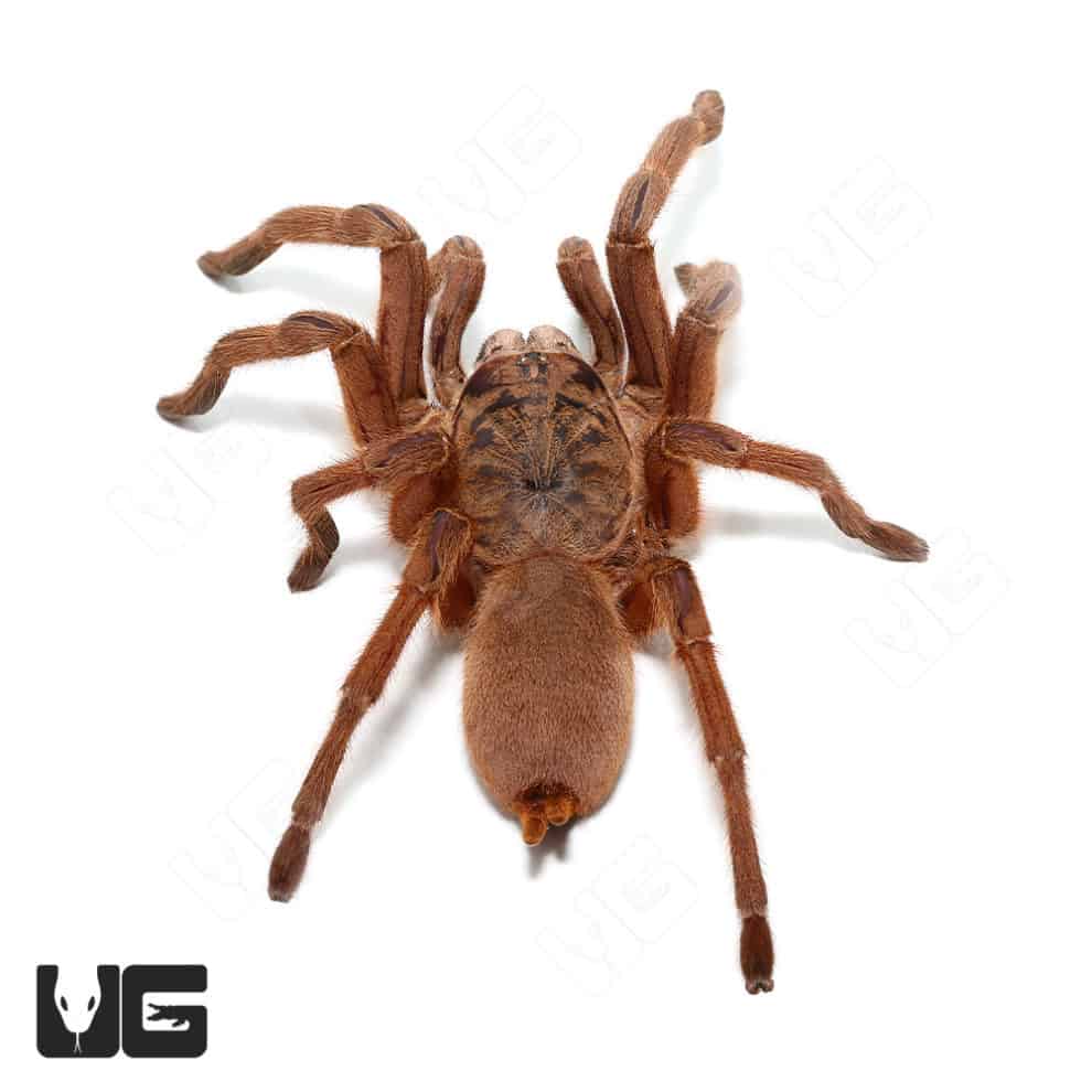 Thailand Fawn Tarantula For Sale - Underground Reptiles