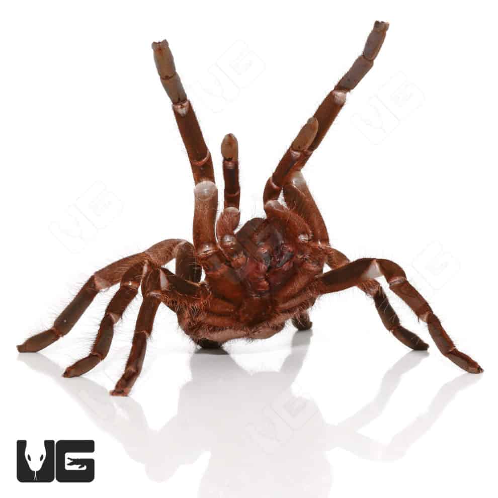 Cameroon Tawny Red Baboon (Hysterocrates sp "Cameroon") For Sale ...