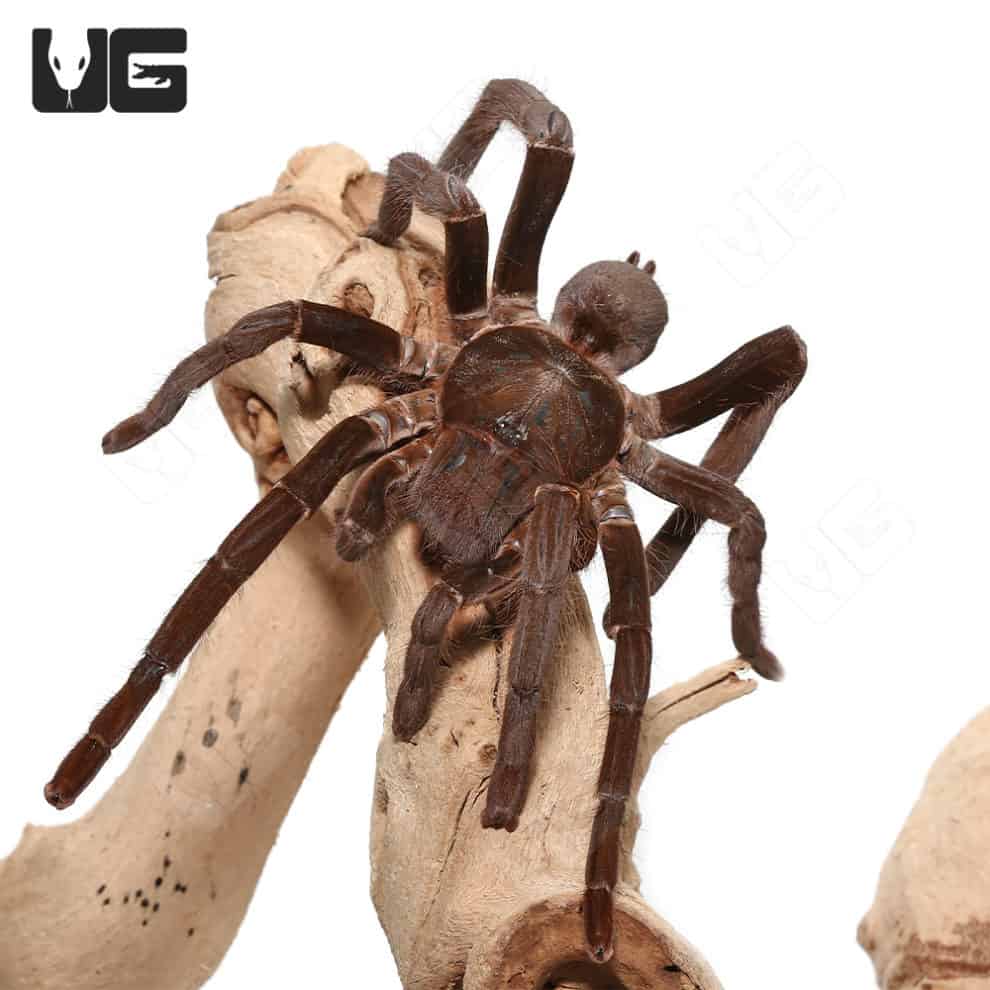 Cameroon Tawny Red Baboon (Hysterocrates sp "Cameroon") For Sale ...