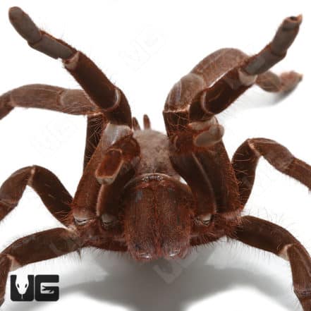 Cameroon Tawny Red Baboon (Hysterocrates sp "Cameroon") For Sale ...