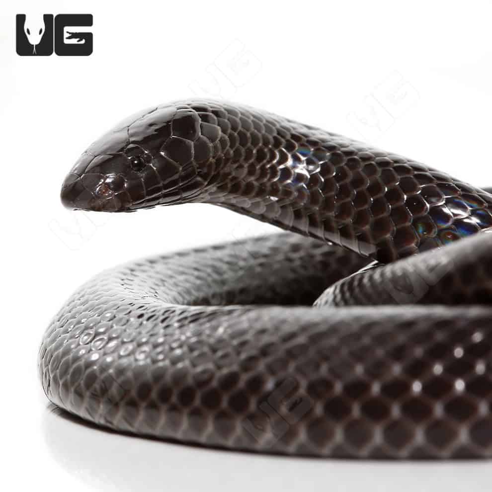 Natal Black House Snake (Macrelaps microlepidotus) For Sale ...