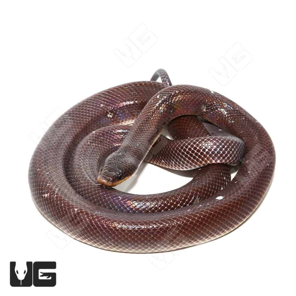 Snakes For Sale - Underground Reptiles