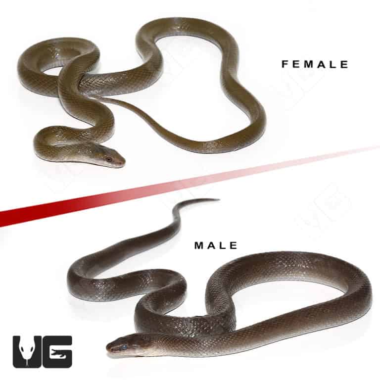 African Black House Snakes For Sale - Underground Reptiles