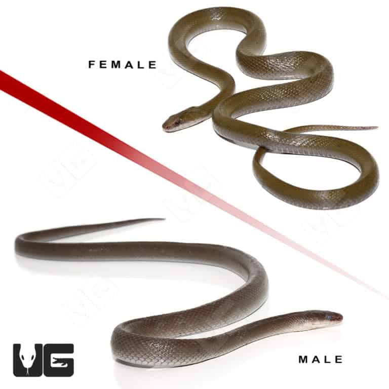 African Black House Snakes For Sale - Underground Reptiles