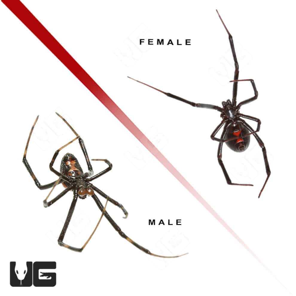Western Black Widow Spider (Latrodectus hesperus) For Sale ...
