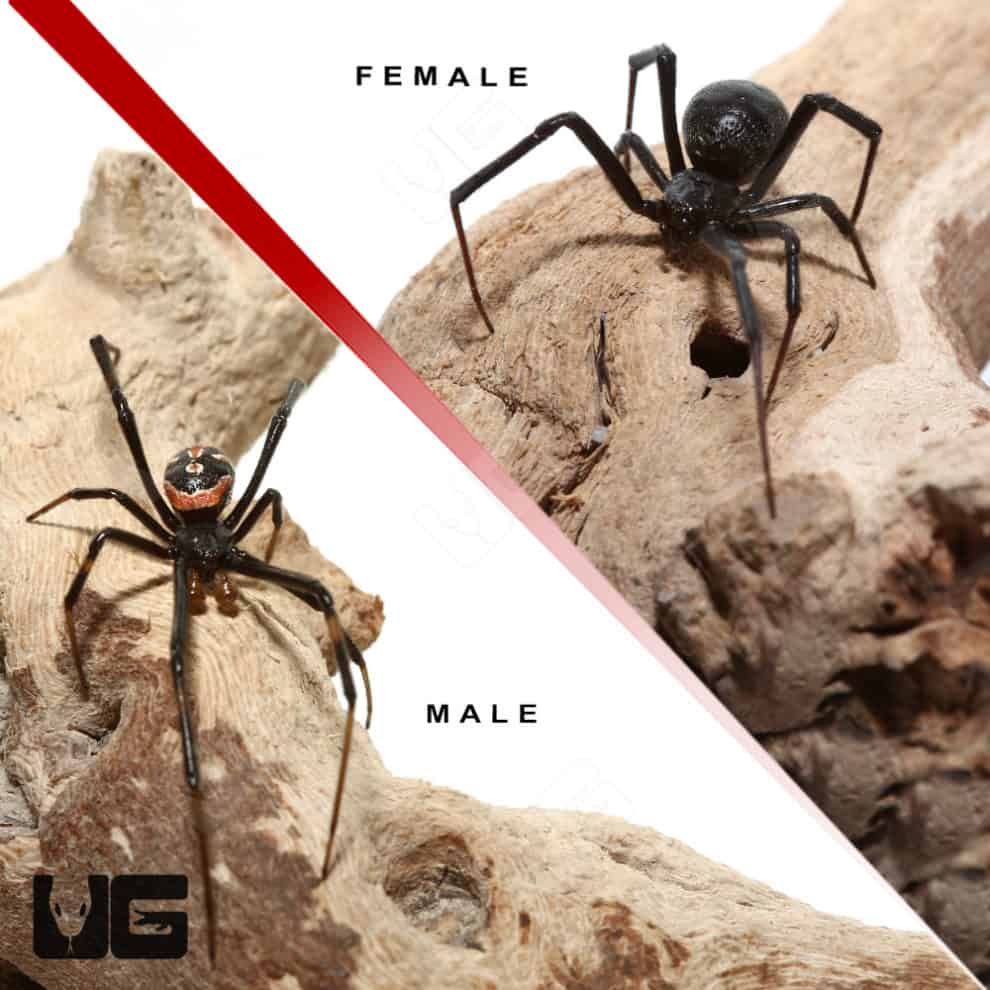 Western Black Widow Spider (Latrodectus hesperus) For Sale ...