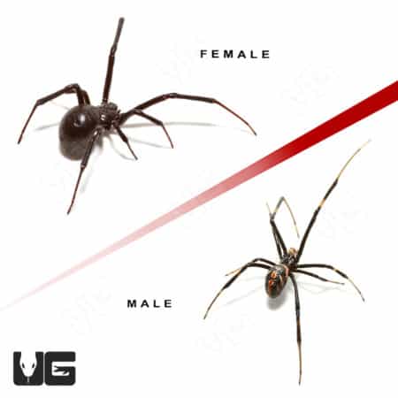 Western Black Widow Spider (Latrodectus hesperus) For Sale ...