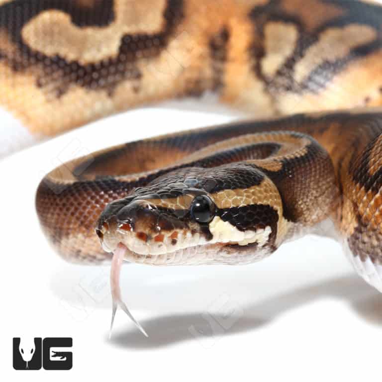 Baby Enchi Pied Ball Python For Sale - Underground Reptiles