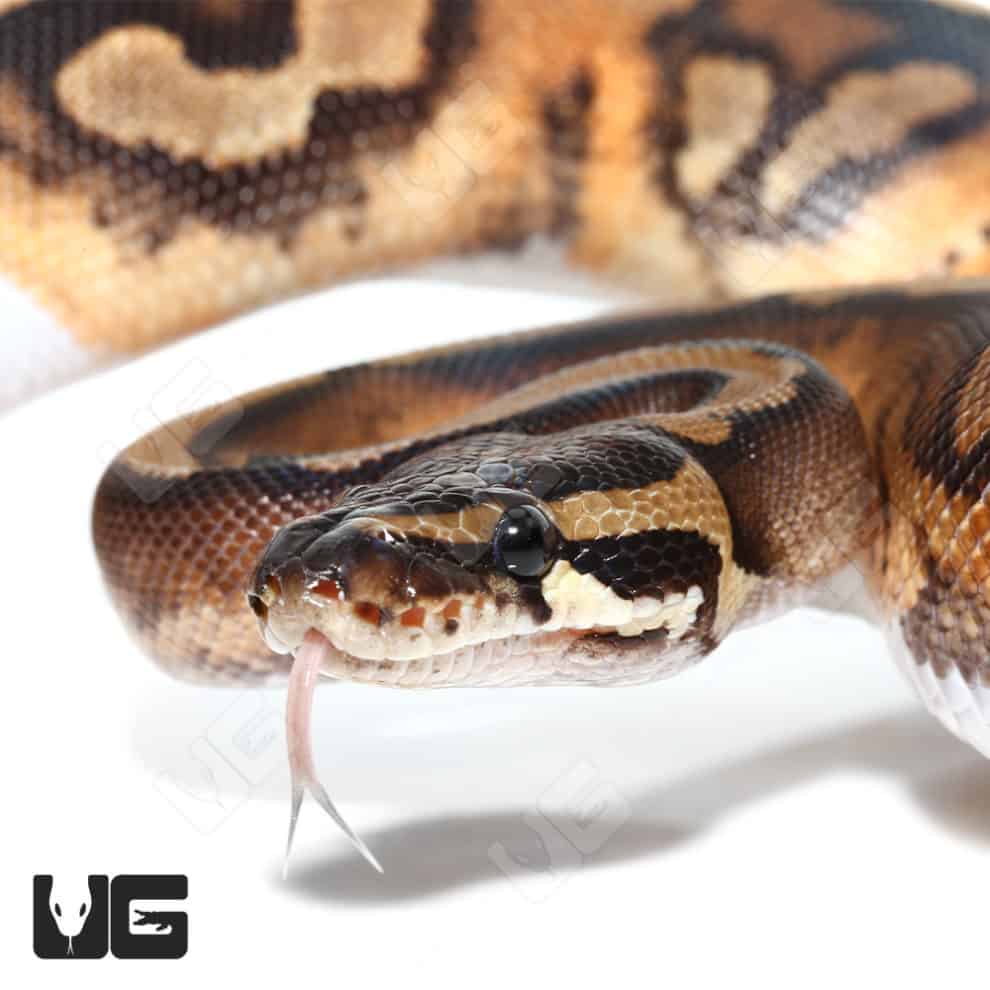 Baby Enchi Pied Ball Python For Sale - Underground Reptiles