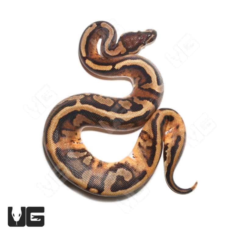 Baby Enchi Pied Ball Python For Sale - Underground Reptiles