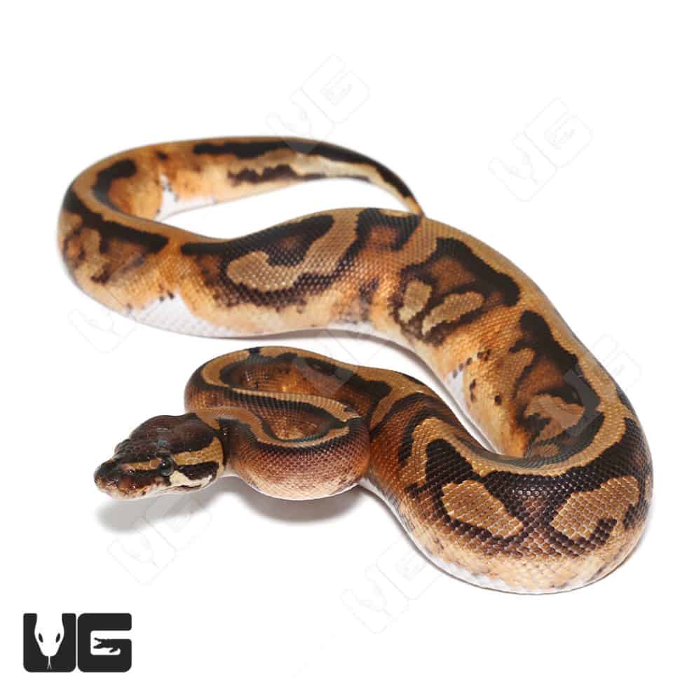 Baby Enchi Pied Ball Python For Sale - Underground Reptiles