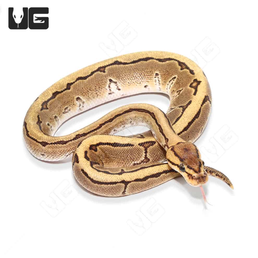 Ball Pythons For Sale - Underground Reptiles