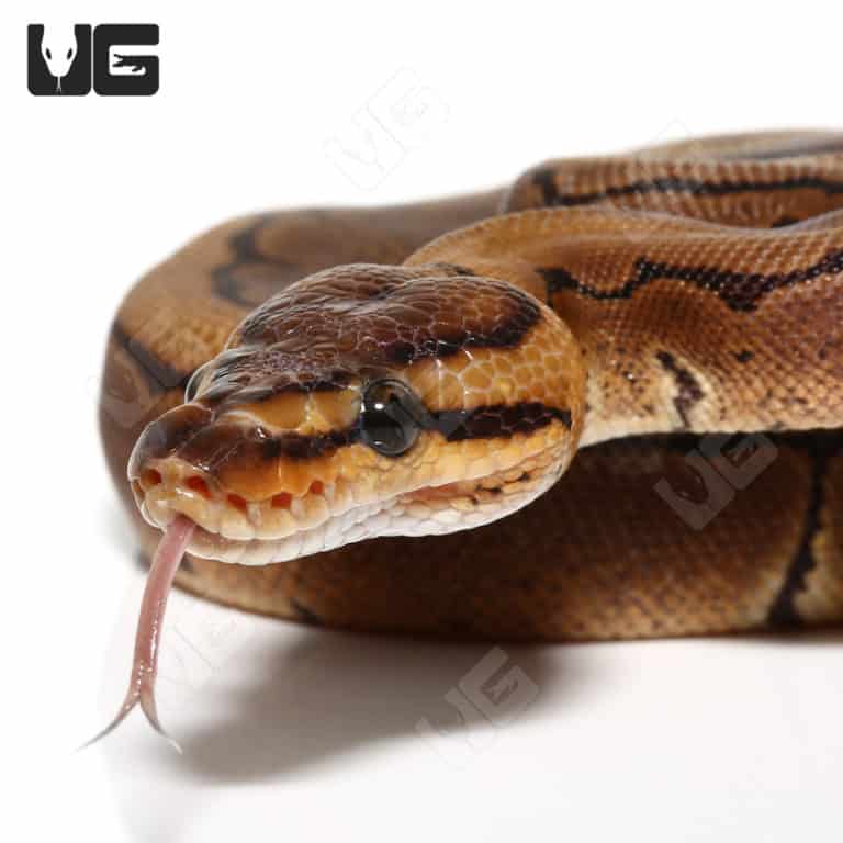 Ball Pythons For Sale - Underground Reptiles