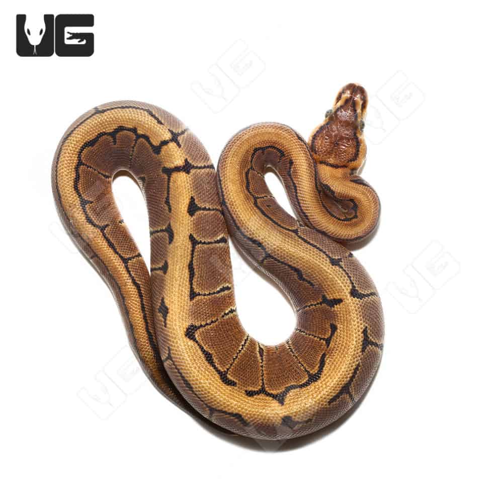 Ball Pythons For Sale - Underground Reptiles