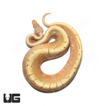 2018 Lavender Albino Spider Ball Python For Sale - Underground Reptiles