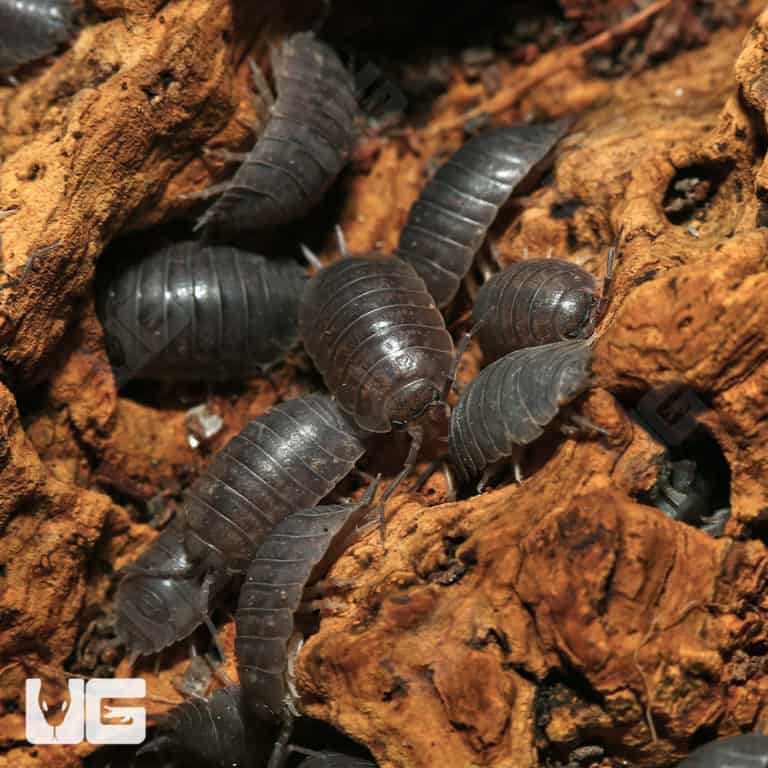 Porcellio Laevis Wildtype Isopods (Porcellio Laevis) For Sale - Underground Reptiles