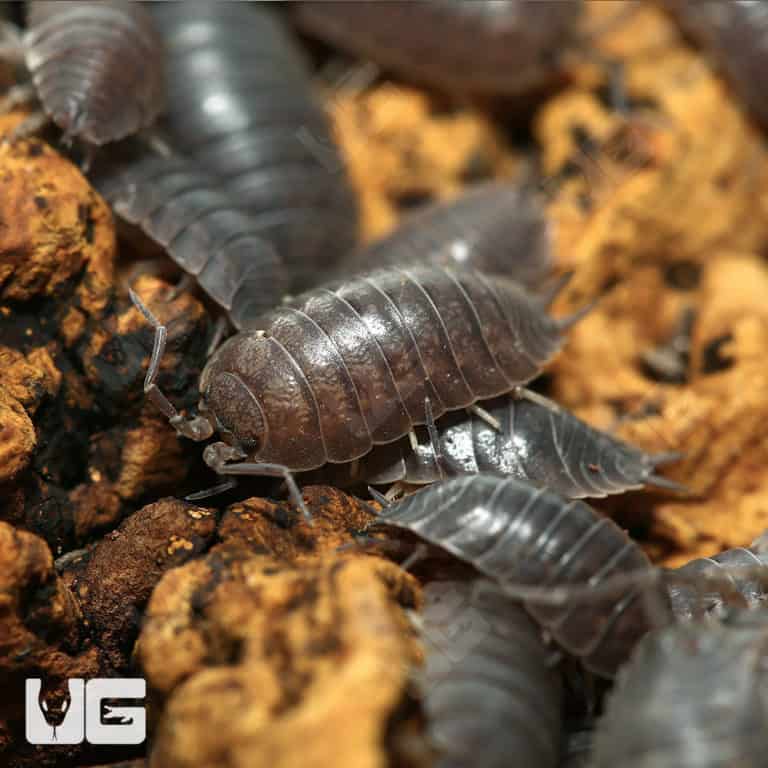 Porcellio Laevis Wildtype Isopods (Porcellio Laevis) For Sale - Underground Reptiles