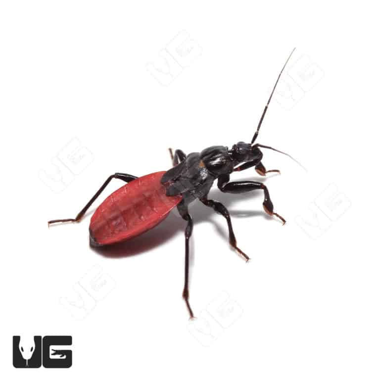 Red Backed Corsair Bug (Melanolestes picipes Sp) For Sale - Underground ...