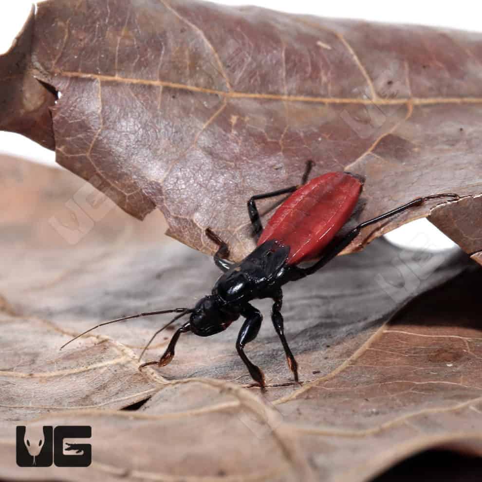 Red Backed Corsair Bug (Melanolestes picipes Sp) For Sale - Underground ...