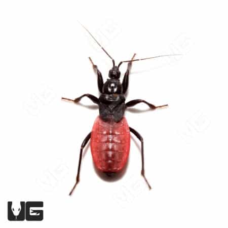 Red Backed Corsair Bug (Melanolestes picipes Sp) For Sale - Underground ...