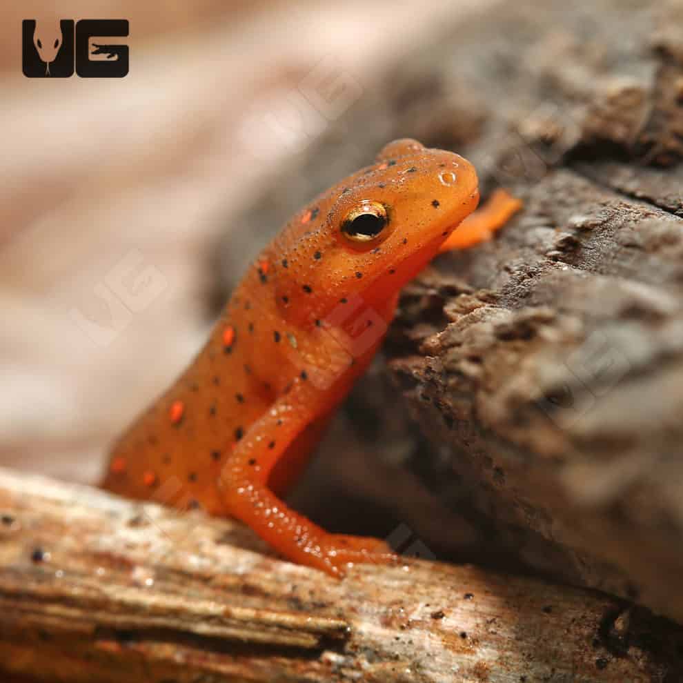 Red Eft (Notophthalmus viridescens) For Sale - Underground Reptiles