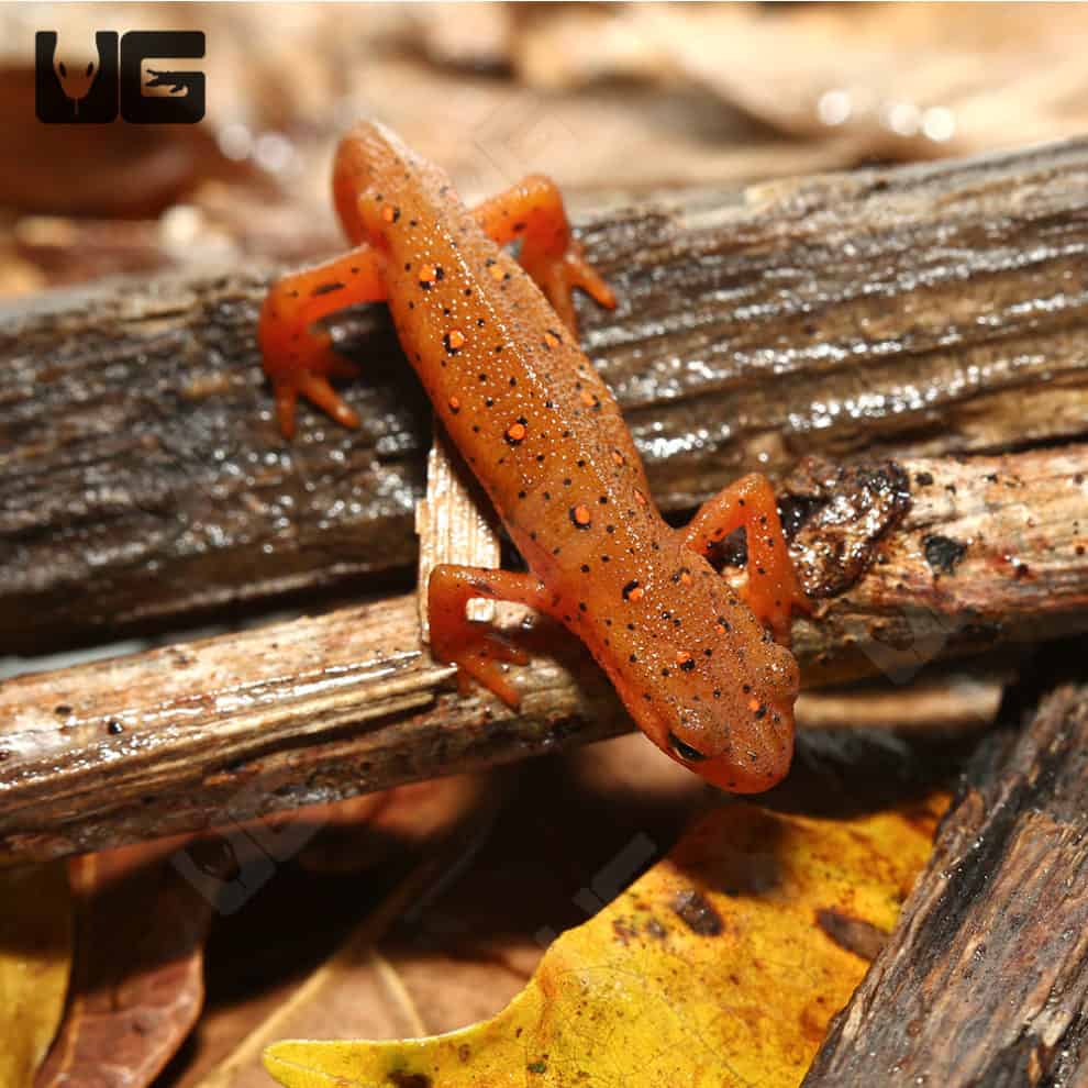 Red Eft (Notophthalmus viridescens) For Sale - Underground Reptiles