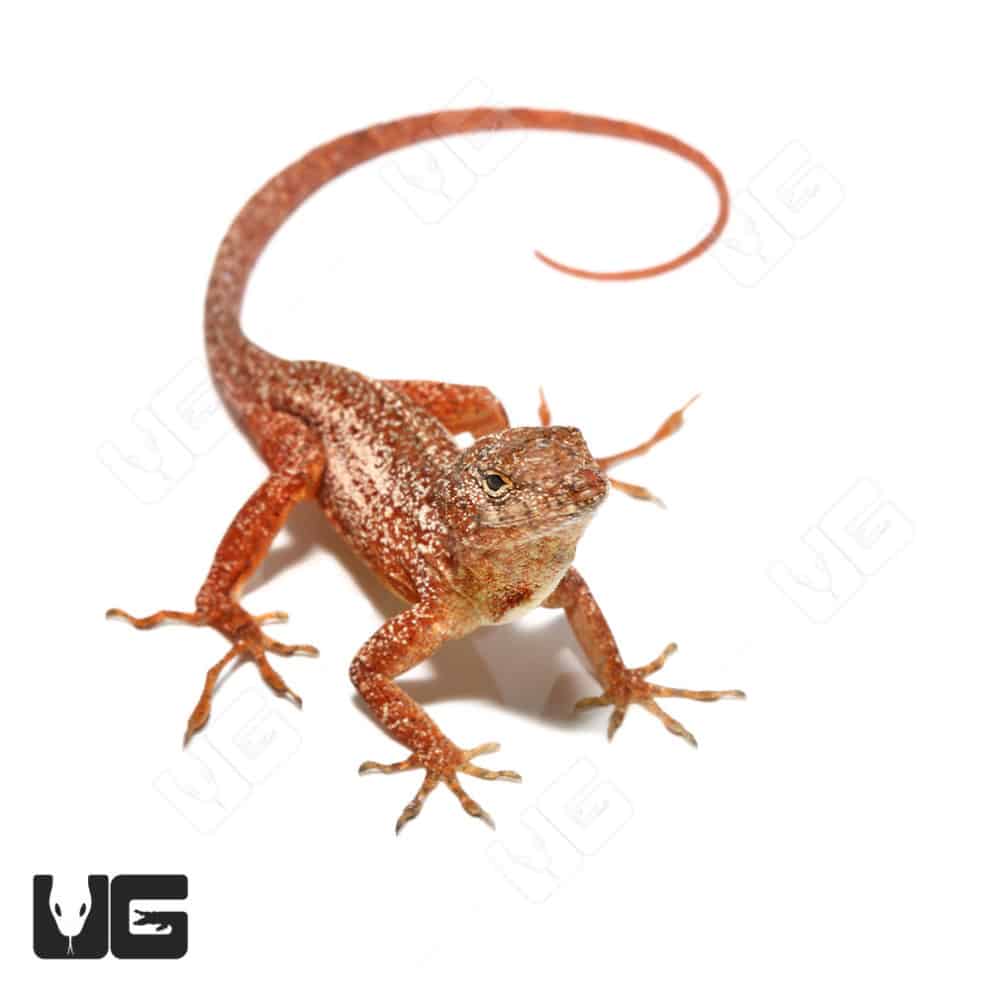 Chili Pepper Anoles For Sale - Underground Reptiles