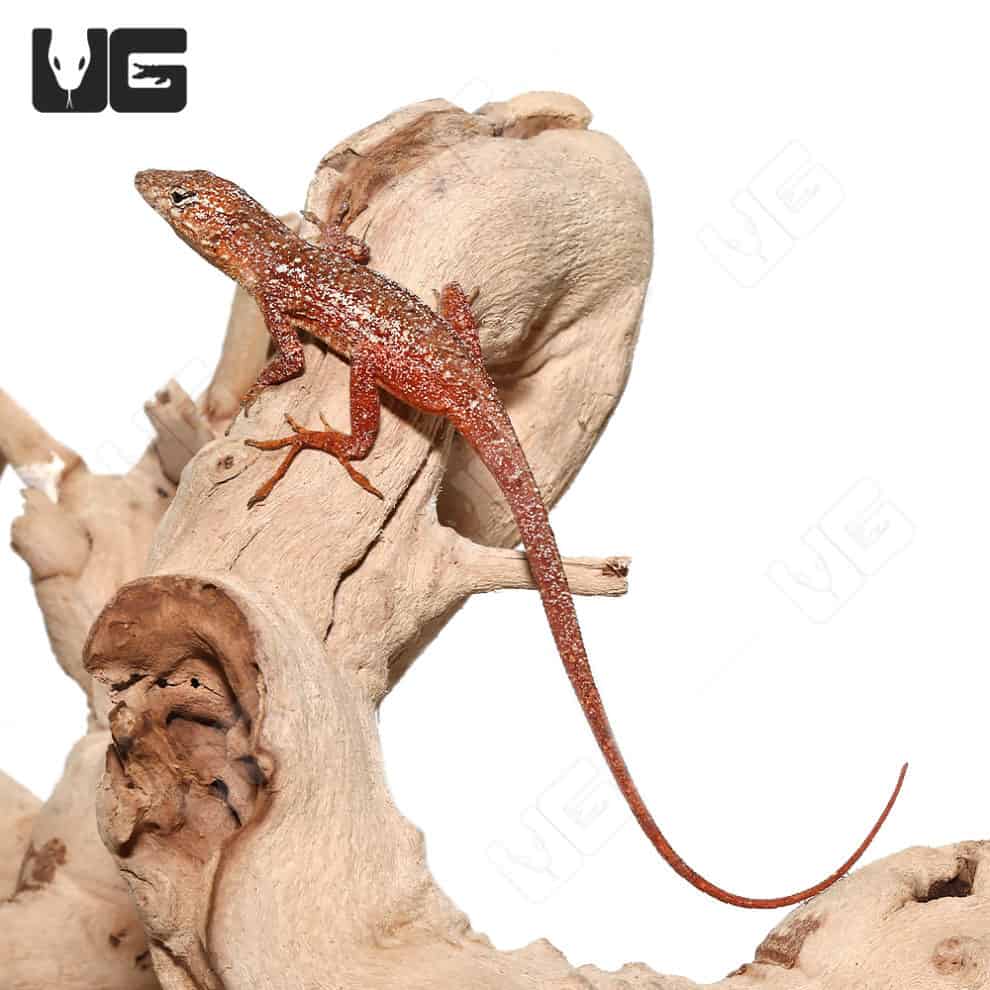 Chili Pepper Anoles For Sale - Underground Reptiles