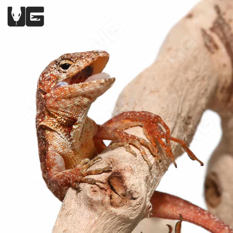 Chili Pepper Anoles For Sale - Underground Reptiles