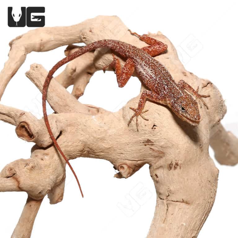 Chili Pepper Anoles For Sale - Underground Reptiles