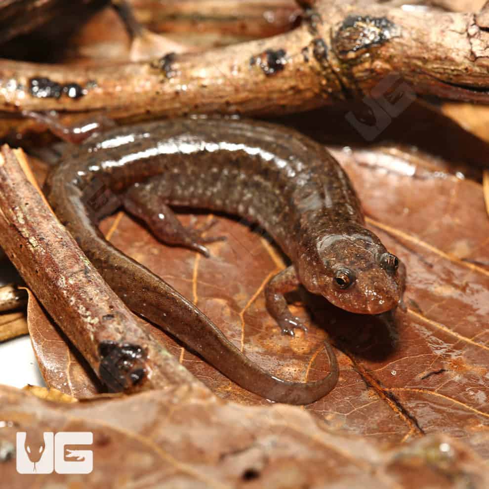 Spotted Dusky Salamanders For Sale - Underground Reptiles
