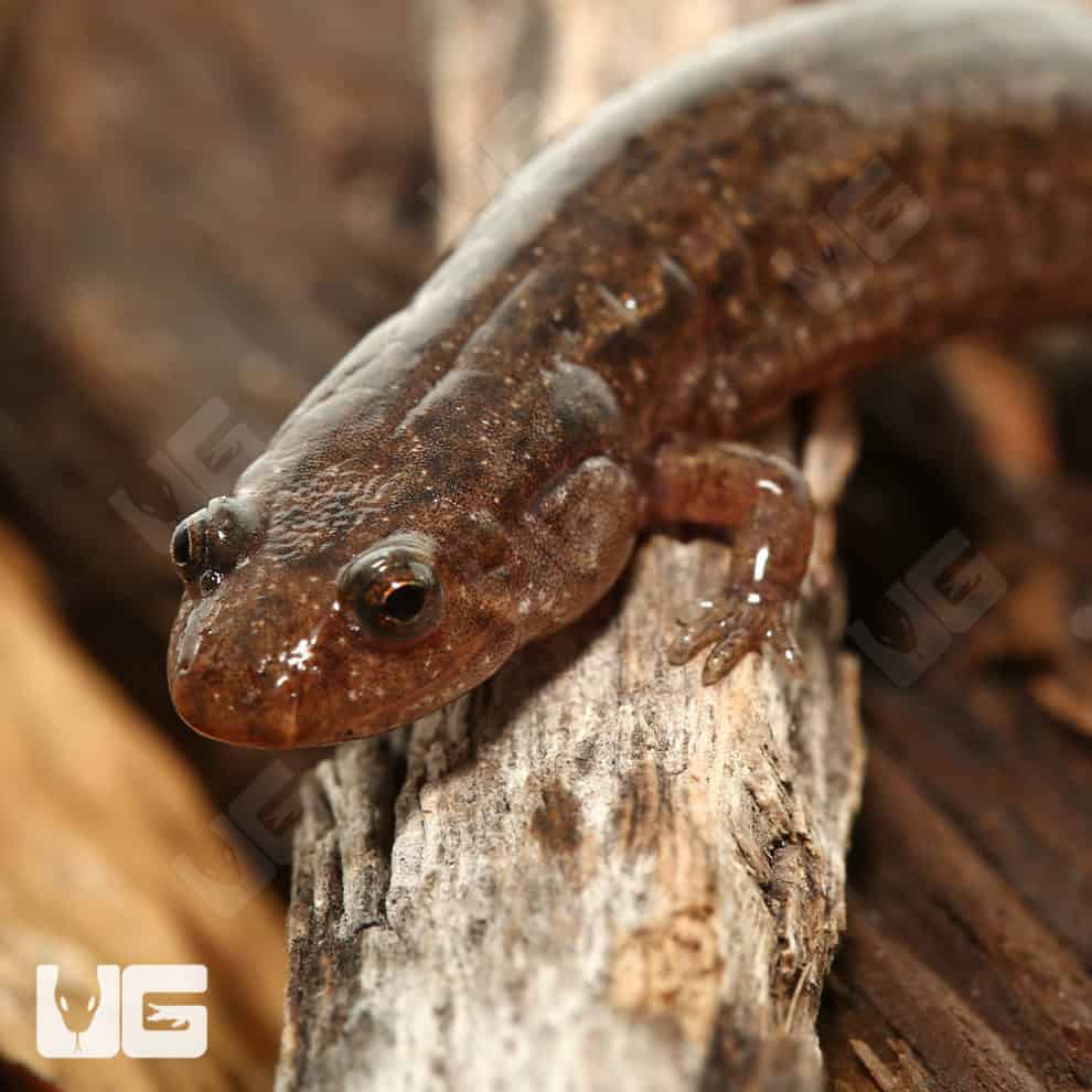 Spotted Dusky Salamanders For Sale - Underground Reptiles