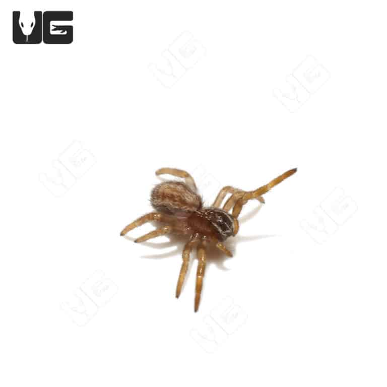 Arizona Blonde Tarantulas For Sale - Underground Reptiles