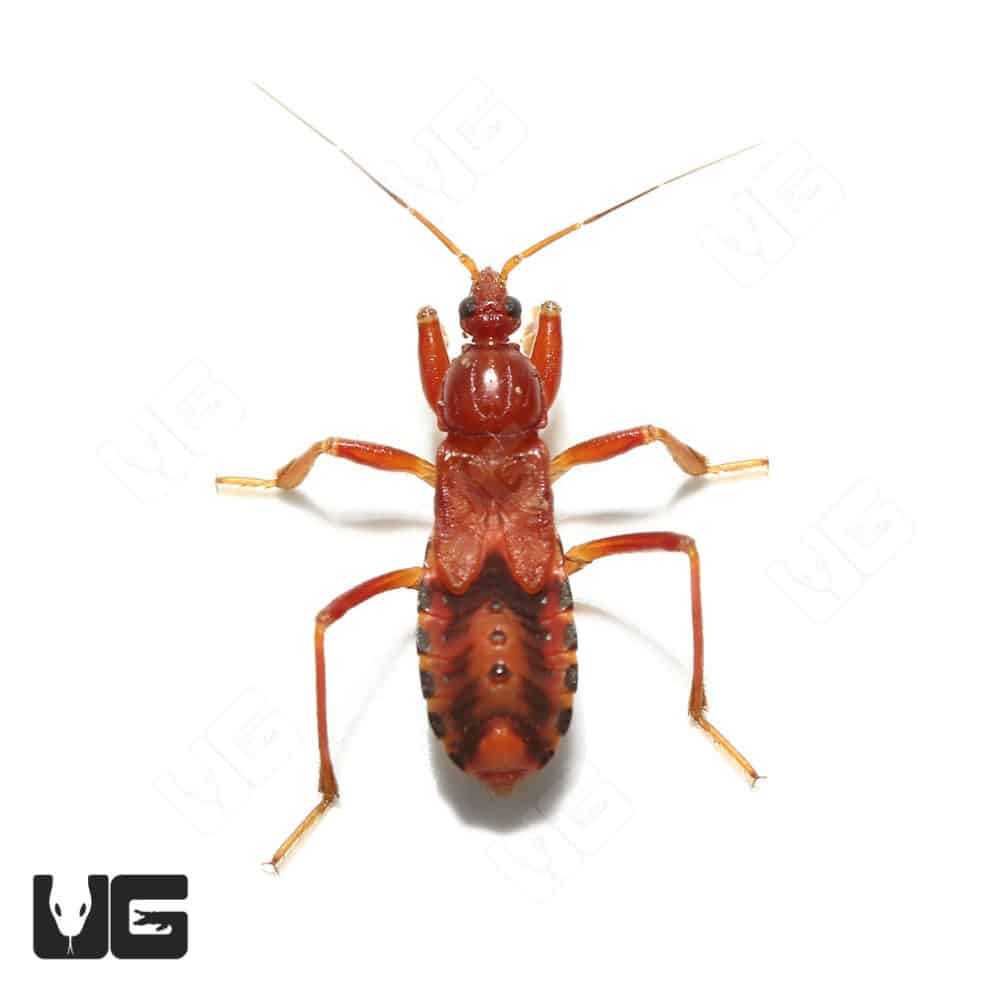 Western Corsair Bug (Rasahus thoracicus) For Sale - Underground Reptiles