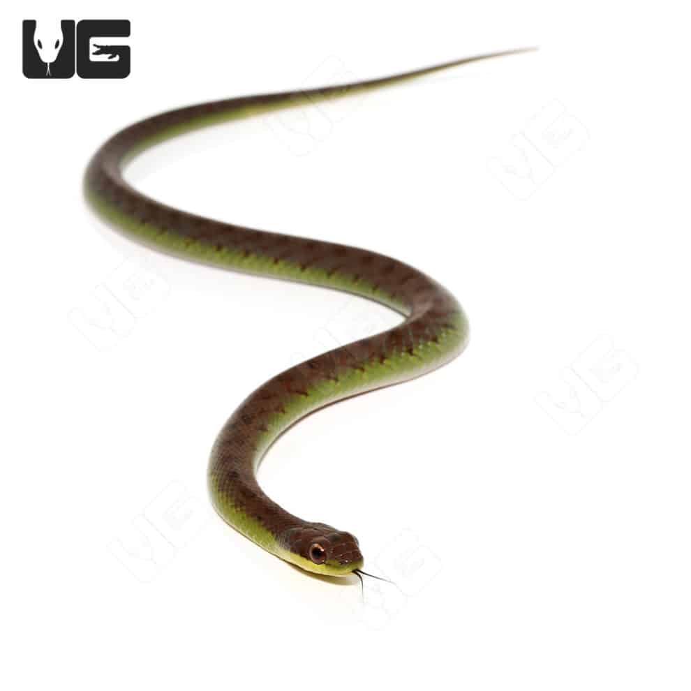 Velvet Swamp Snakes For Sale - Underground Reptiles