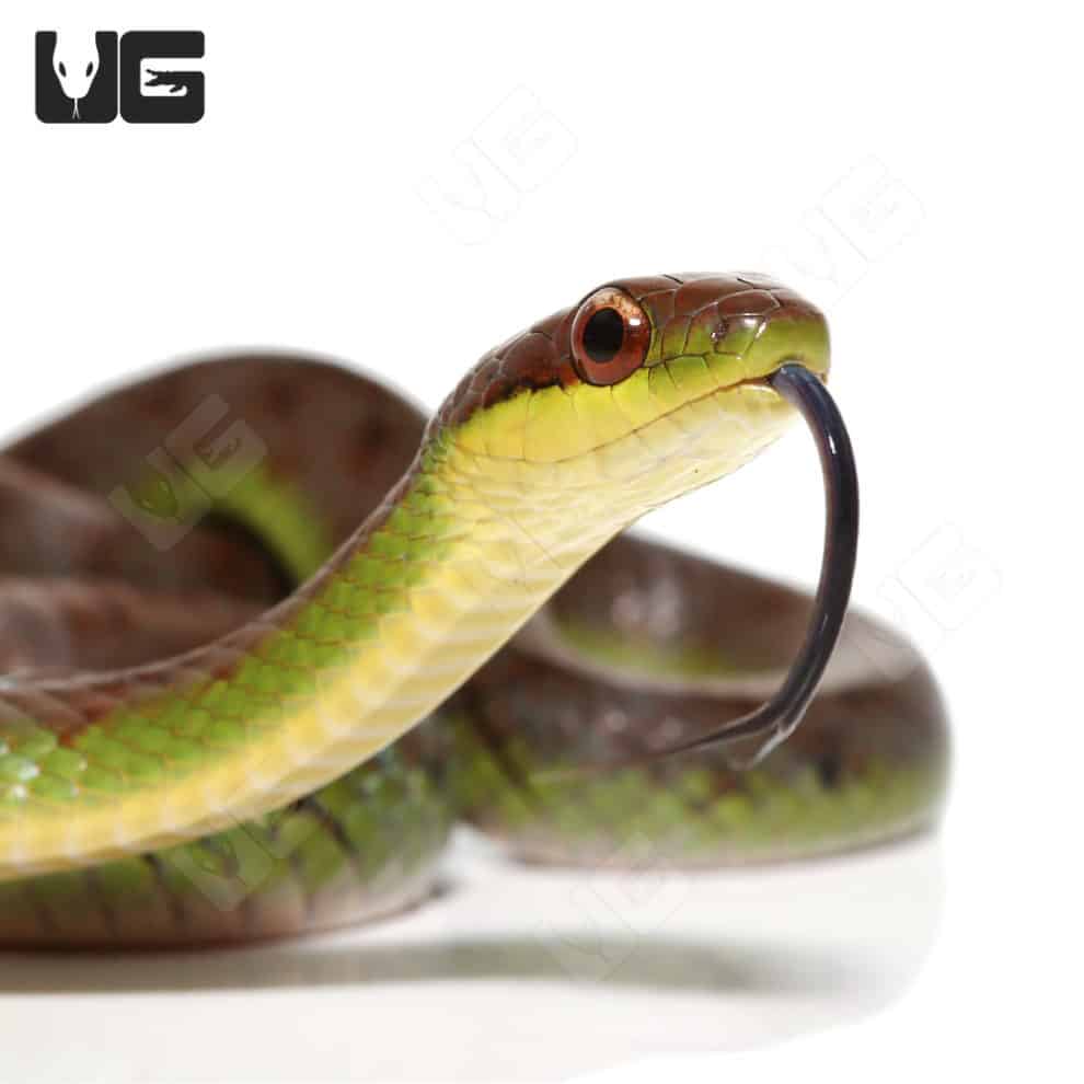 Velvet Swamp Snakes For Sale - Underground Reptiles