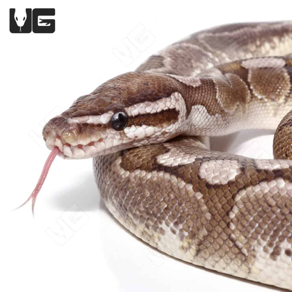 Baby Pastel Enchi Ball Python For Sale - Underground Reptiles
