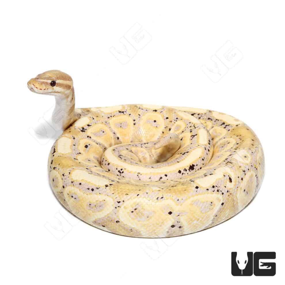 Baby Pastel Enchi Ball Python For Sale - Underground Reptiles