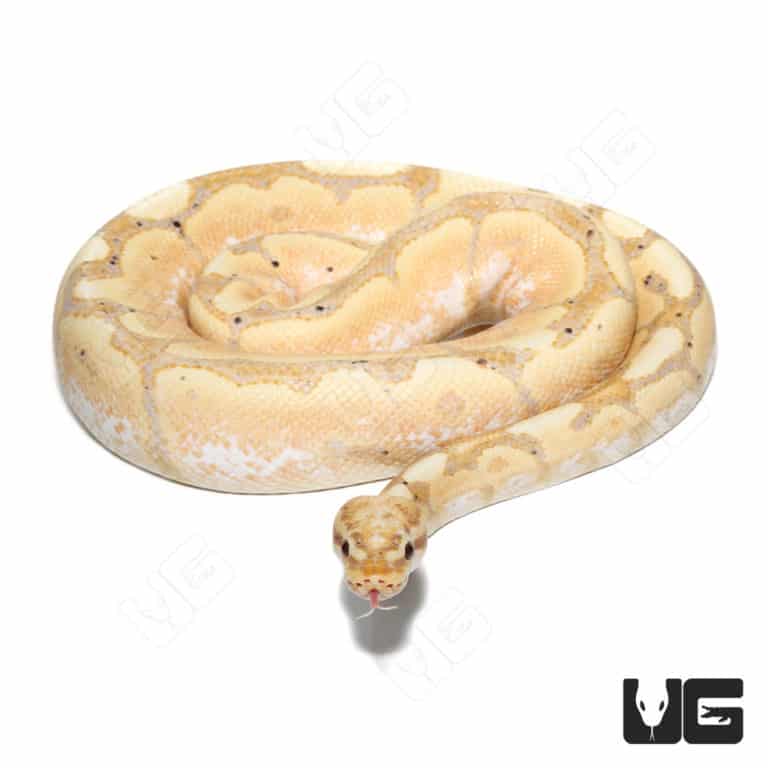 Baby Pastel Enchi Ball Python For Sale - Underground Reptiles