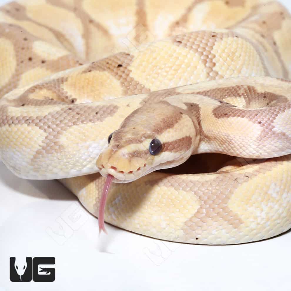 Baby Pastel Enchi Ball Python For Sale - Underground Reptiles