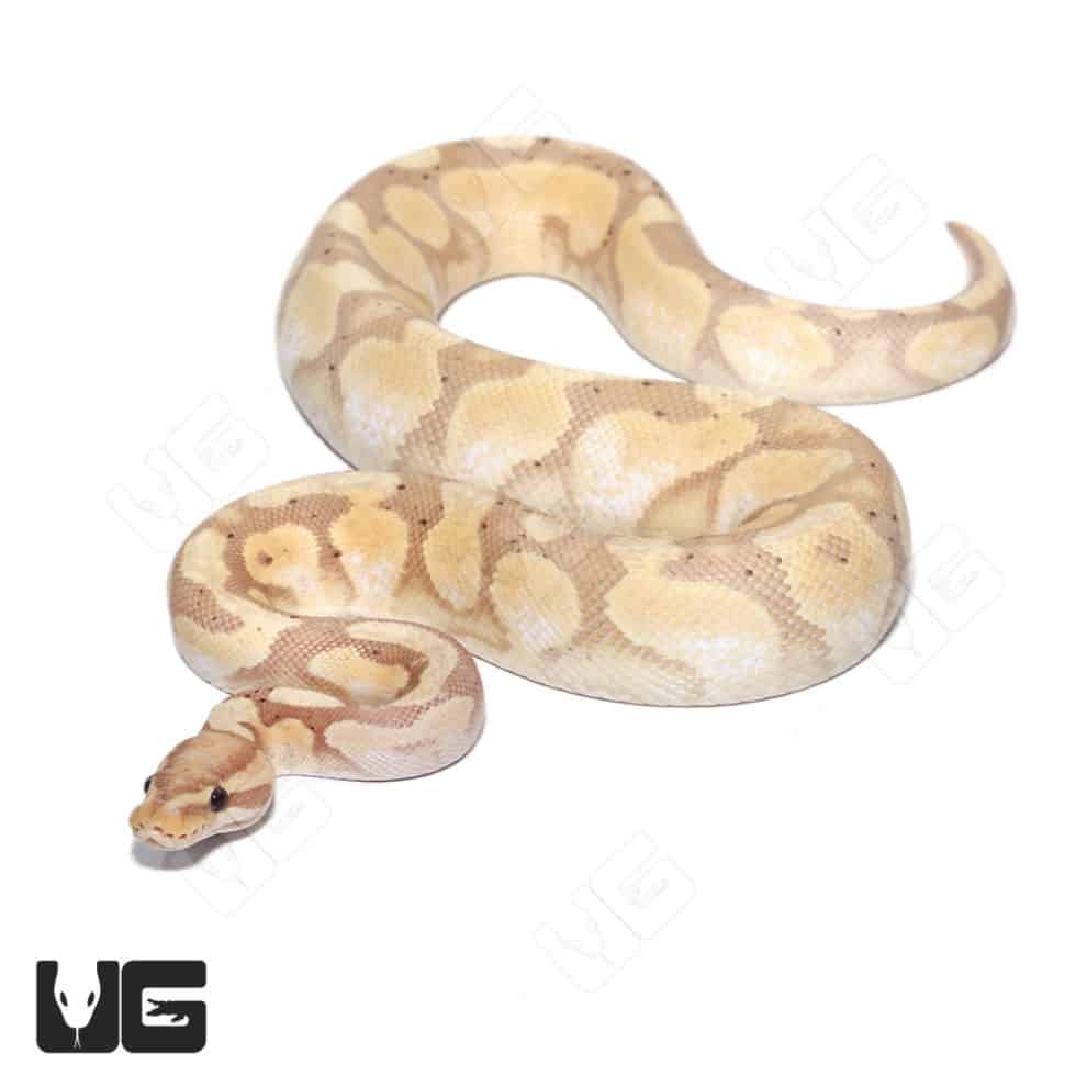 Baby Pastel Enchi Ball Python For Sale - Underground Reptiles
